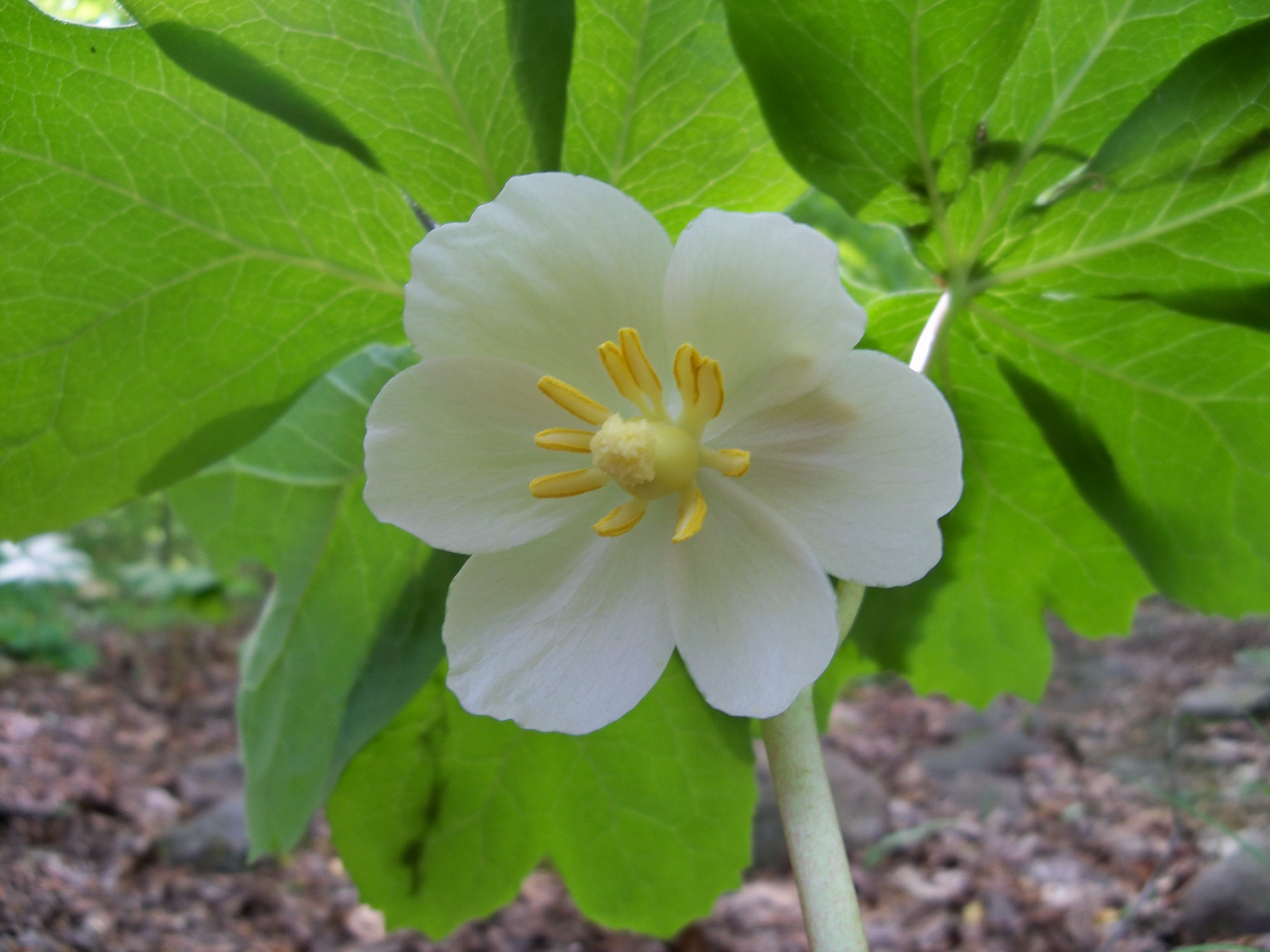 Mayapple-Flower - Kawartha Land Trust
