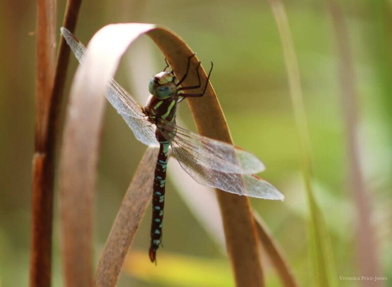 Home - Kawartha Land Trust