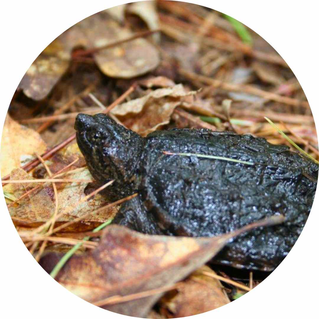 You Protected the Jeffrey-Cowan Forest Preserve Extension - Kawartha ...